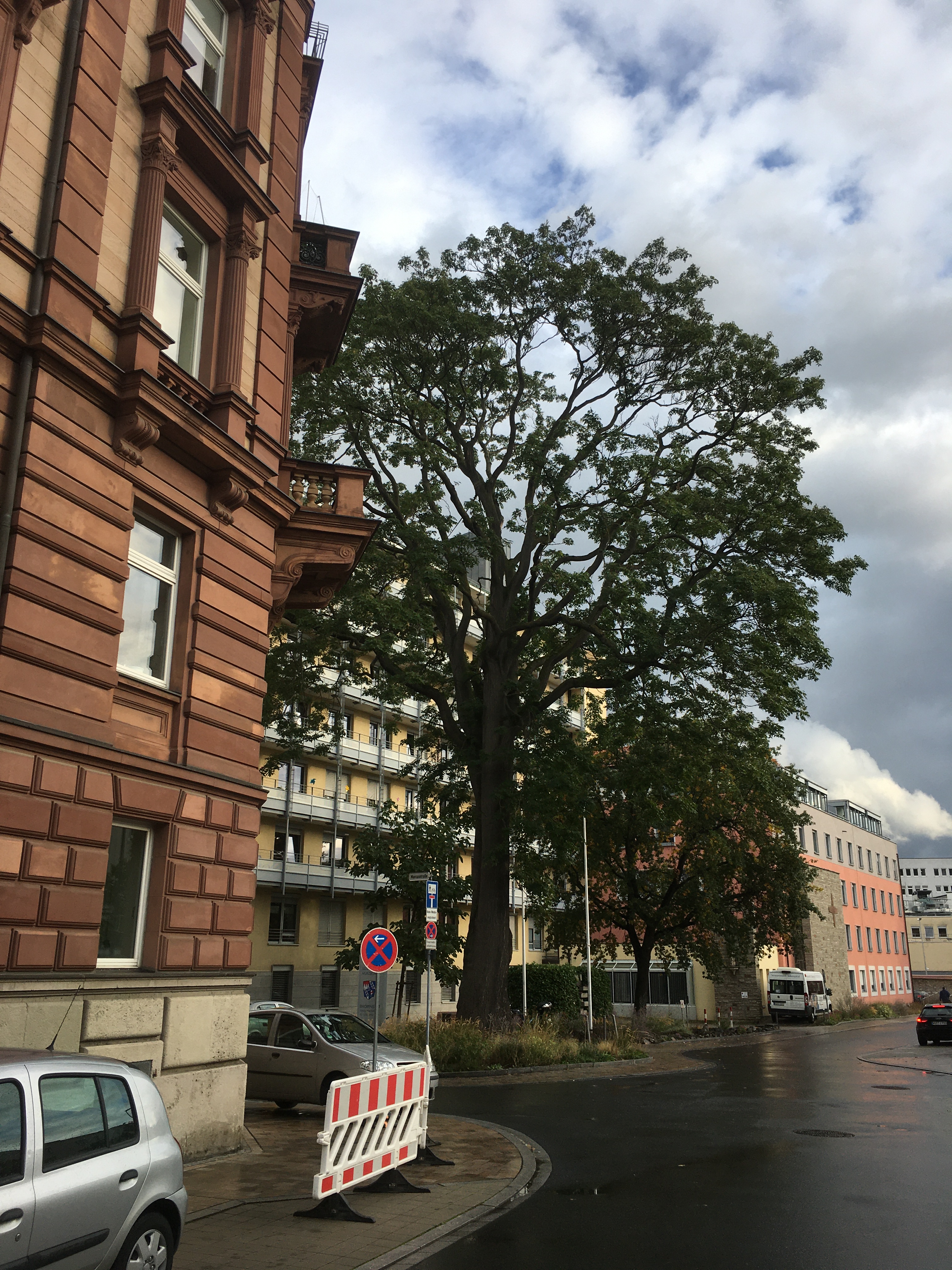 ÖDP Würzburg-Stadt: Der Götterbaum soll nun doch der Axt zum Opfer fallen